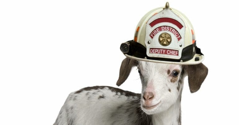 Κατσίκες-πυροσβέστες